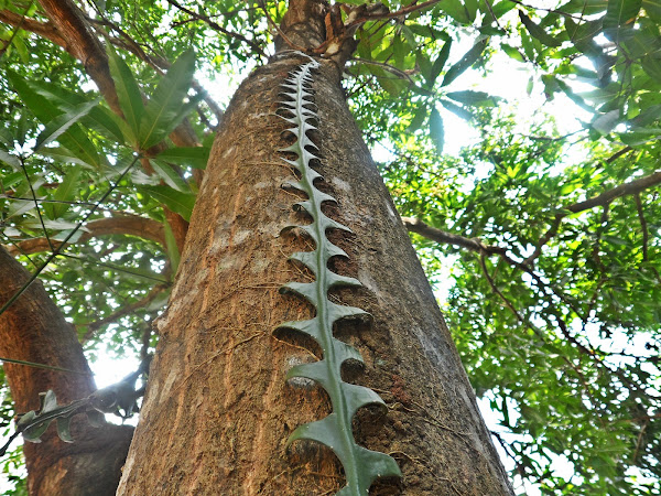 Fish Bone Cactus | Project Noah