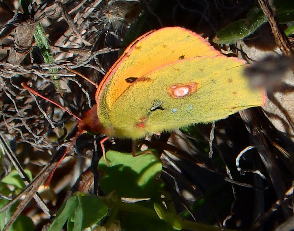 Clouded Yellow | Project Noah