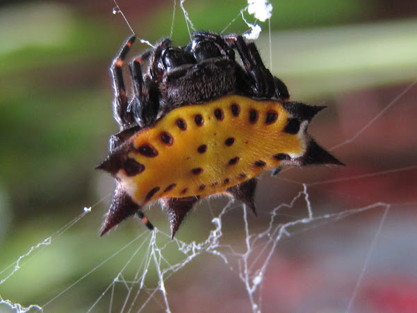 Crab-looking Spider | Project Noah