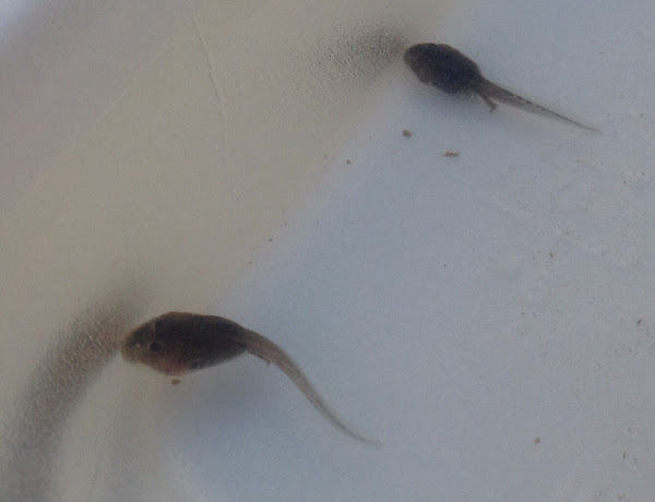 Tadpole | Project Noah