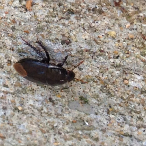 Burrowing Bug | Project Noah