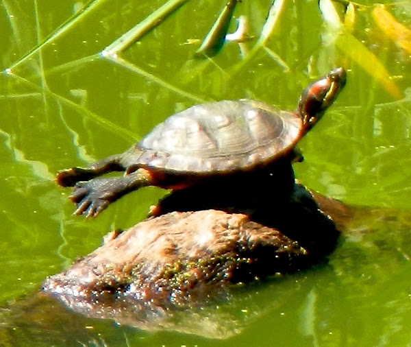 Red-eared Slider | Project Noah