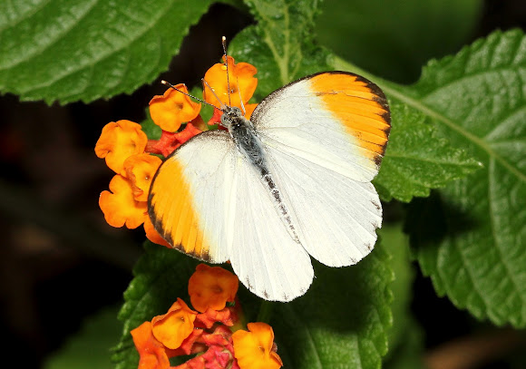 Plain Orange-Tip (Male) | Project Noah