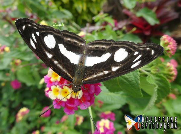 Butterfly | Project Noah