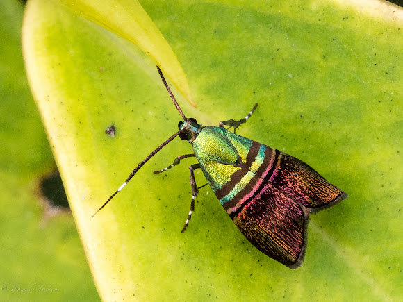 Metalmark Moth | Project Noah