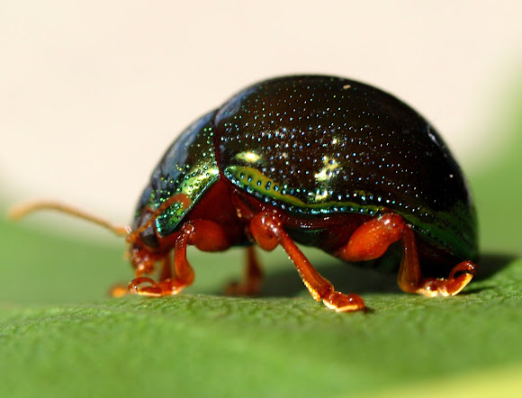 Metallic Green Leaf Beetle | Project Noah