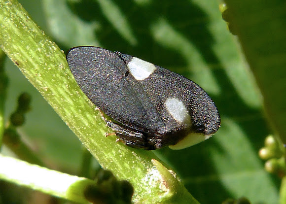 Treehopper | Project Noah