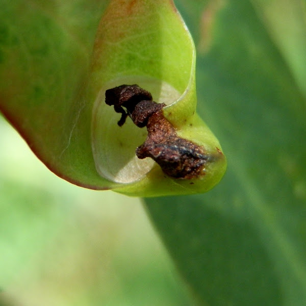 leaftip lerp insect | Project Noah