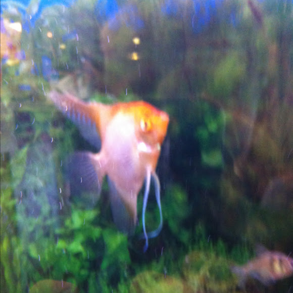 Spotting | Project Noah