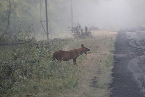 Indian Wild Dog(Dhole) | Project Noah