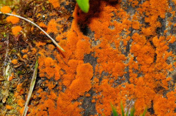 Trentepohlia | Project Noah