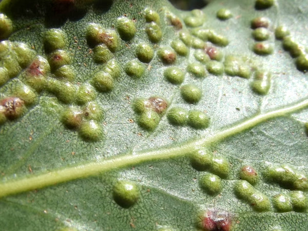 Gall inducing scale insect | Project Noah