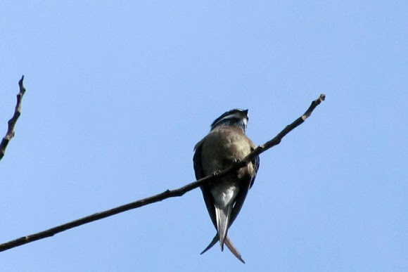 Moustached Treeswift | Project Noah