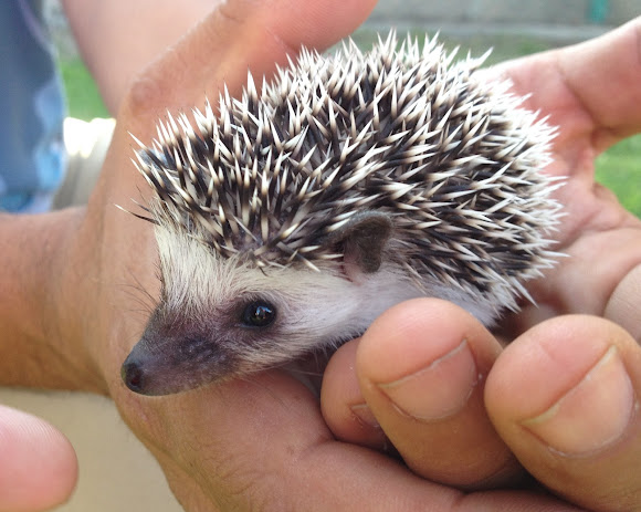 Baby Hedgehog | Project Noah
