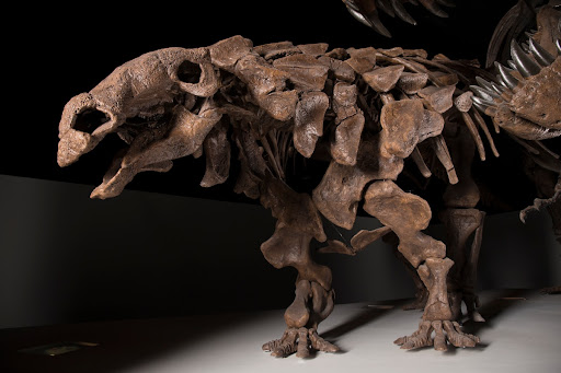 Denversaurus — Google Arts & Culture
