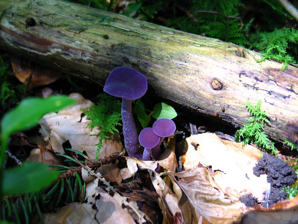 Amethyst Deceiver | Project Noah