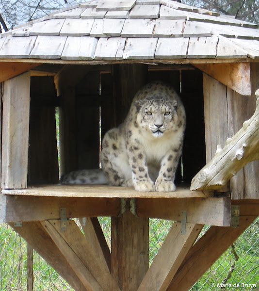 Snow leopard | Project Noah