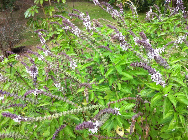 Basil | Project Noah