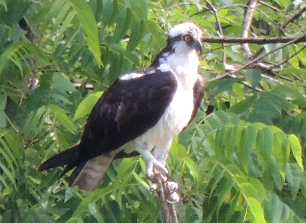 Osprey | Project Noah