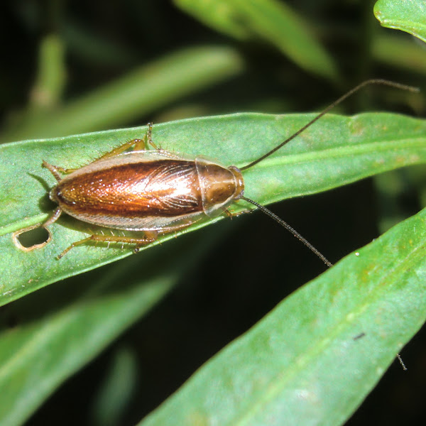Orange-brown Bush Cockroach | Project Noah