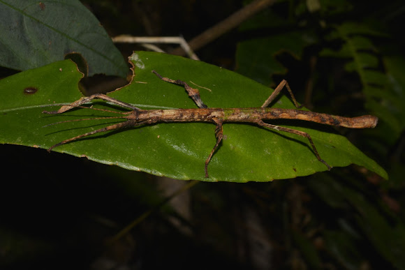 Stick Insect, Phasmid - Male | Project Noah