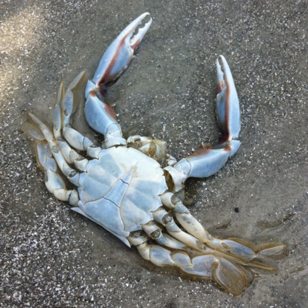 Speckled Swimming Crab | Project Noah