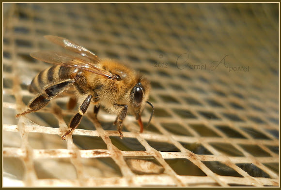 Western honey bee | Project Noah