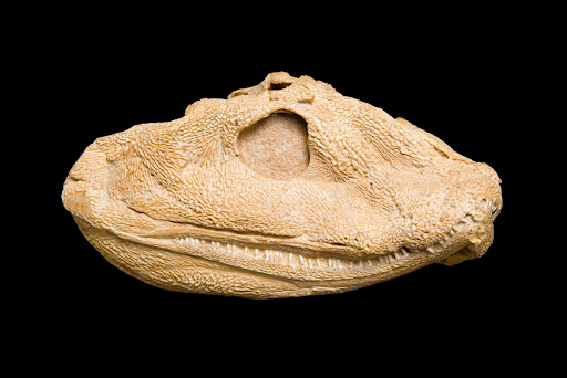 Acanthostega gunnari - Photo: RBINS — Google Arts & Culture