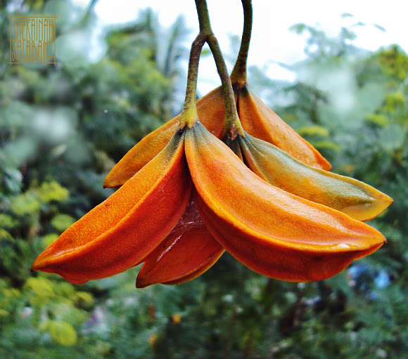 Kampupot/Banana Bush | Project Noah