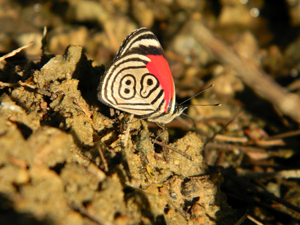 Mariposa 88 - cramer's eighty-eight | Project Noah