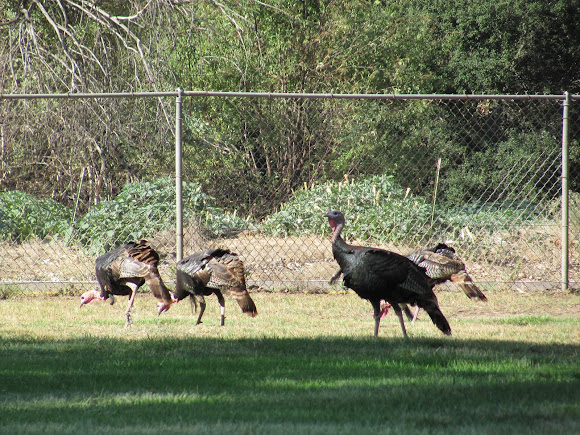 Rio Grande Wild Turkey | Project Noah