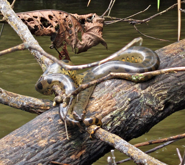 Green Anaconda | Project Noah