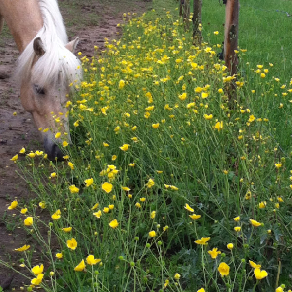 Buttercup | Project Noah