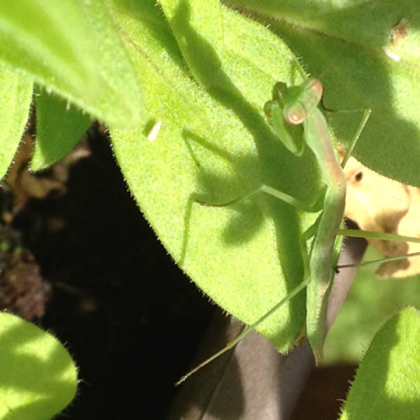 Chinese Mantis | Project Noah