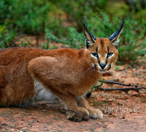 Caracal | Project Noah