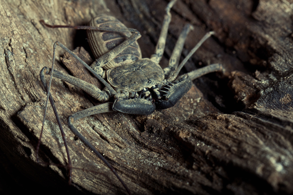 Tailless Whip Scorpion Project Noah
