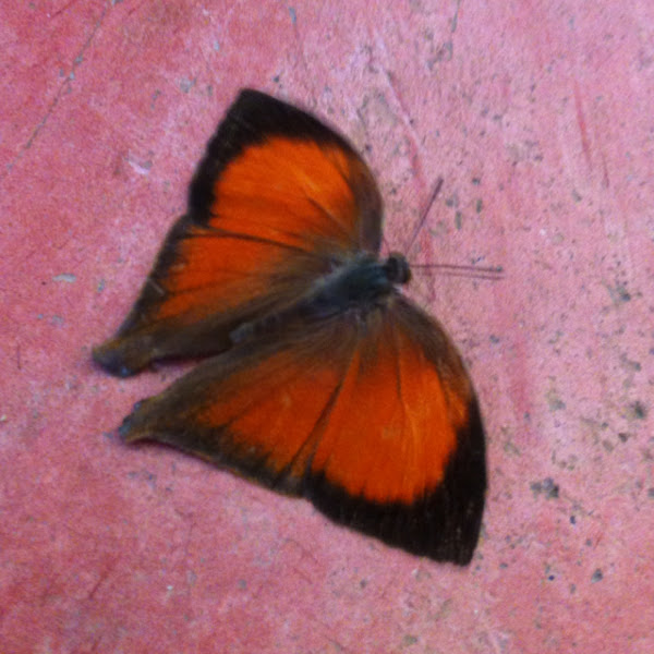 Yamfly | Project Noah