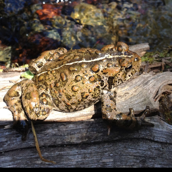 American Toad | Project Noah