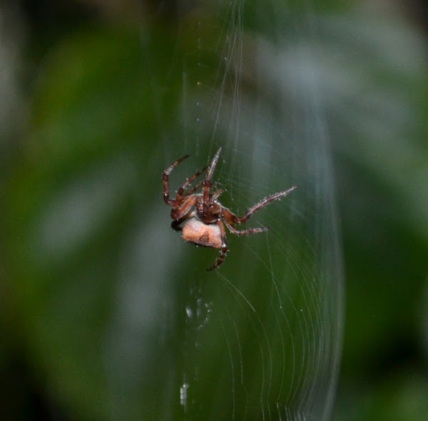 Spiky hairy field spider | Project Noah