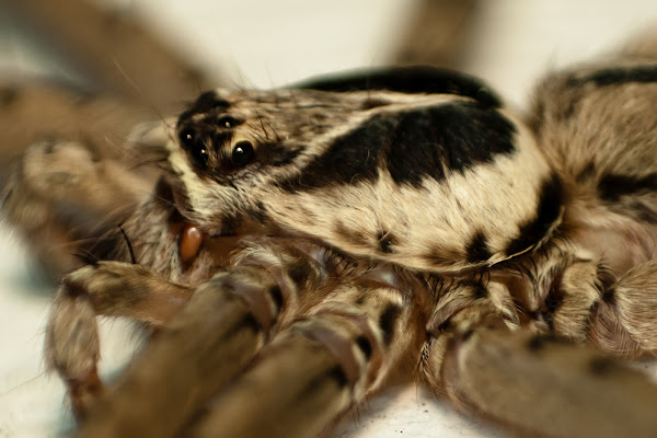 Brown huntsman (male) | Project Noah
