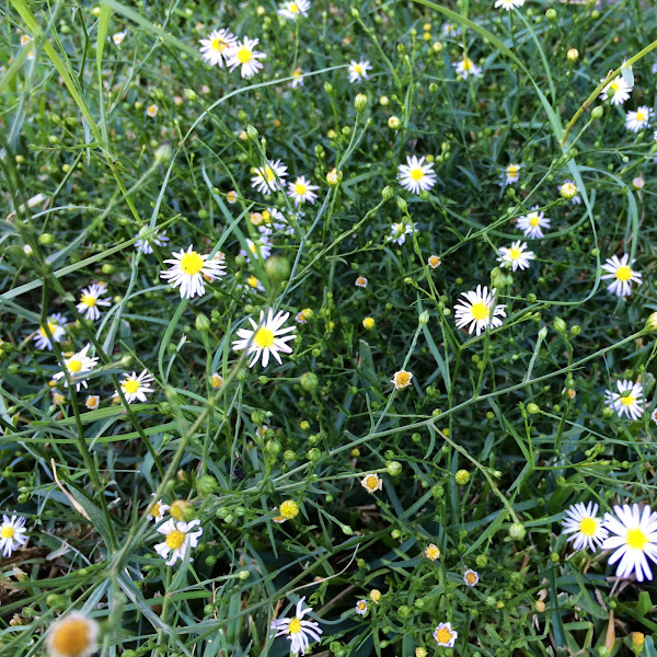 Roadside Aster | Project Noah