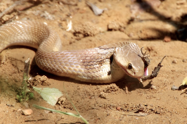 Snakes | Project Noah