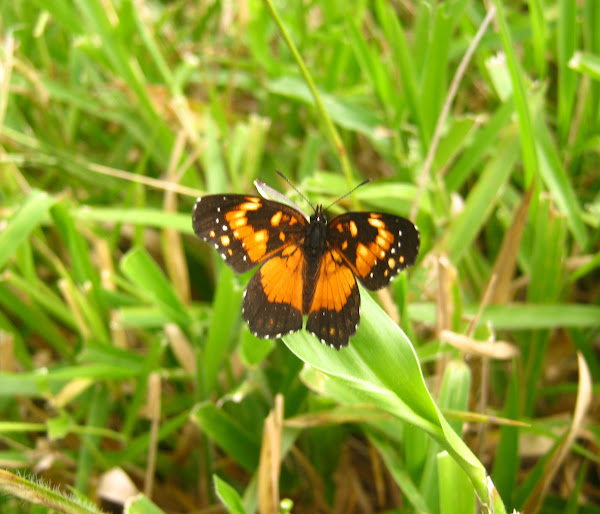 Bordered Patch | Project Noah