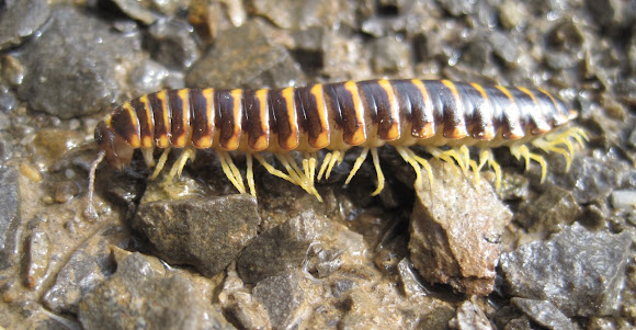 Flat-backed Millipede | Project Noah