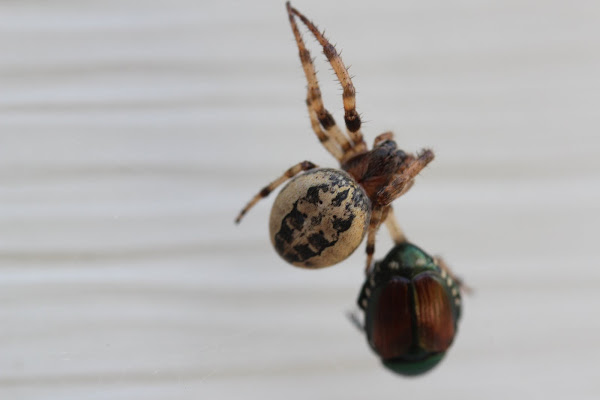 Furrow spider | Project Noah