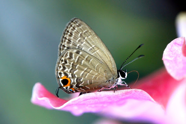 Dark Caerulean | Project Noah