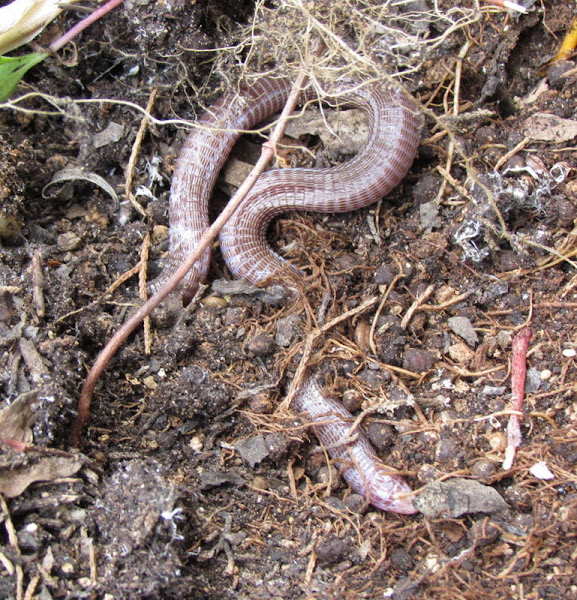 Iberian worm lizard | Project Noah