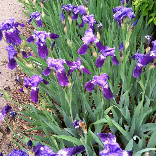 Irises | Project Noah