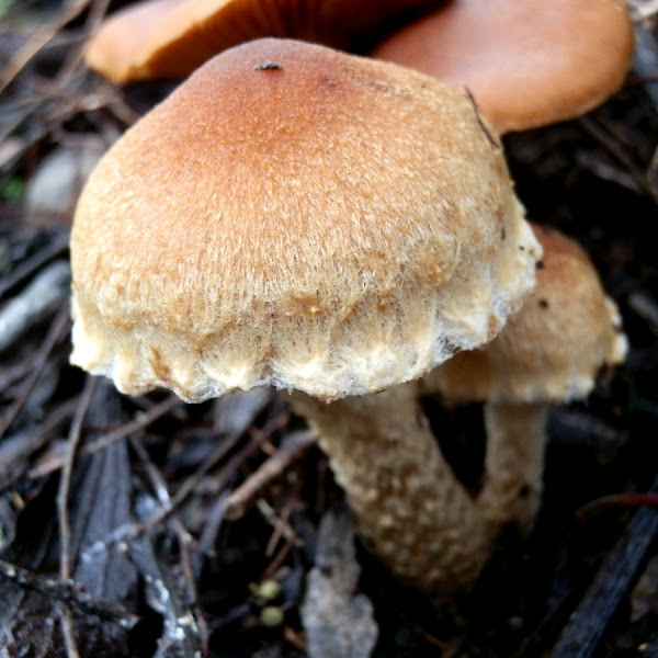 Weeping Mary | Project Noah