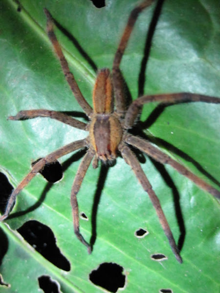 Cupiennius getazi, Wandering Spider | Project Noah